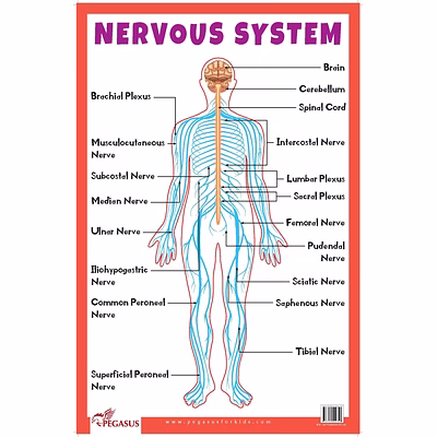Nervous System - Thick Laminated Primary Chart Wall Chart | RDMALL