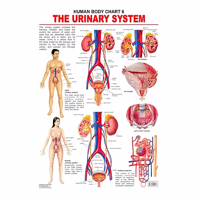 The Urinary System Wall Chart (Human Body Chart) - Both Side Hard ...