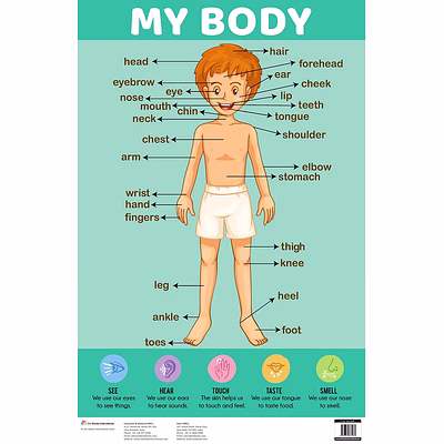 Charts: My Body Charts (Educational Charts for kids) Wall Chart | RDMALL