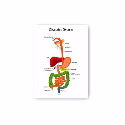 Human Digestive System Poster -Wall Posters for Kids Learning, Nursery ...