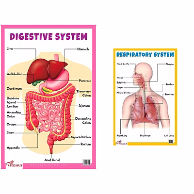 Digestive System - Thick Laminated Primary Chart + Respiratory System ...