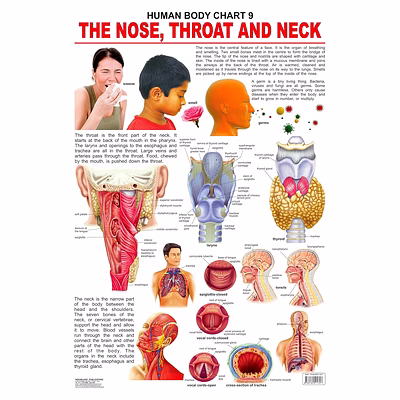 The Nose, Throat & Neck Wall Chart (Human Body Chart) - Both Side Hard ...