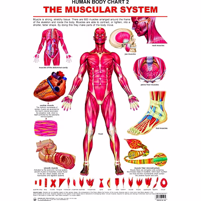 The Muscular System Wall Chart (Human Body Chart) - Both Side Hard ...