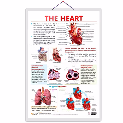 THE HEART CHART | Anatomy of the Heart: Educational Heart Chart for ...
