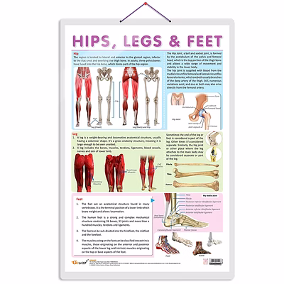 HIPS, LEGS AND FEET CHART | Understanding Lower Extremity Structure ...