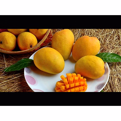 Spray Dried Alphonso Mango Powder | Indian Business Portal