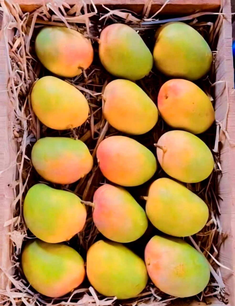 Alphanso mango (Hapus Mango), pid-8343030 - GlobalLinker